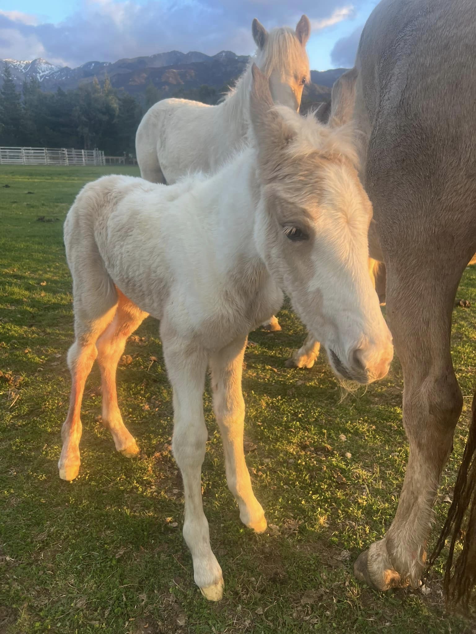 TWH Colts and Fillies - Sherwood Ranch